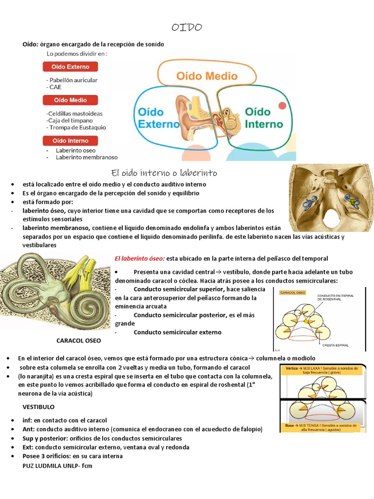 Anatomía del Oído Interno y Medio | PDF | Oído | Cabeza y cuello humanos