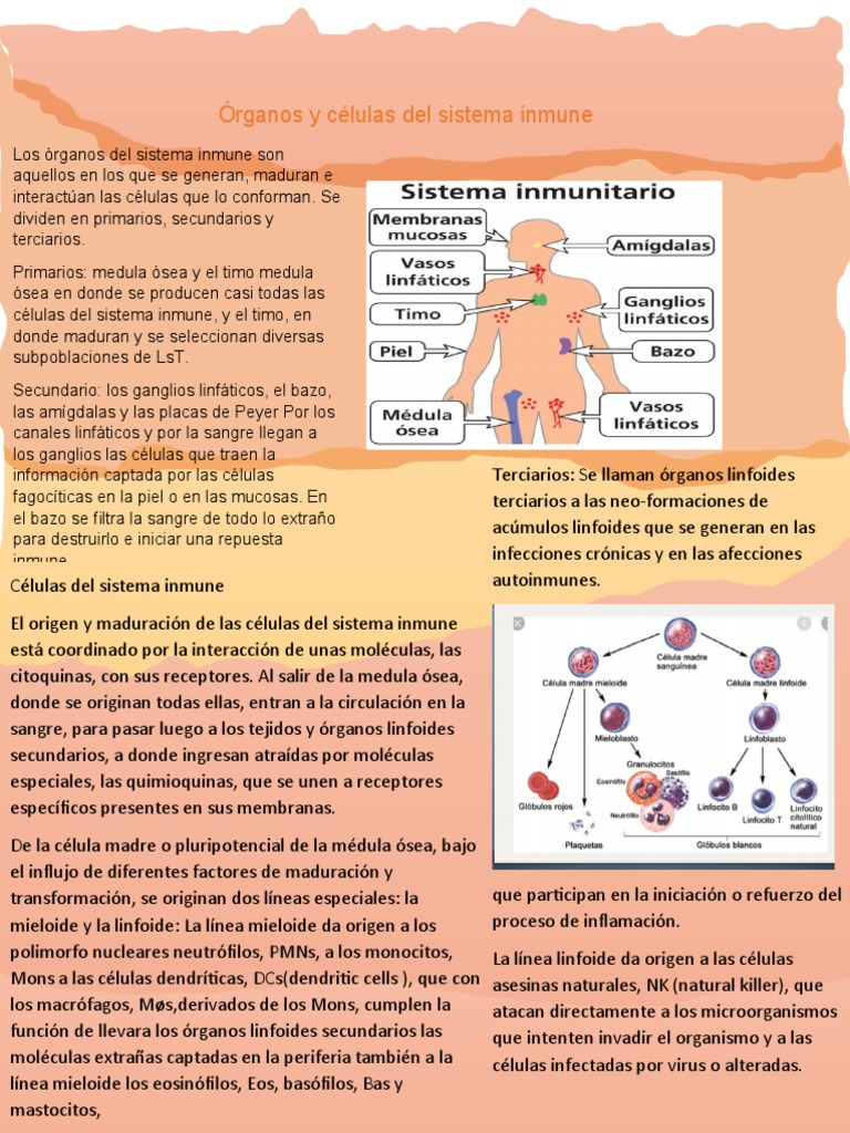 Infografia Del Sistema Imune | PDF | Sistema inmune | Linfocitos