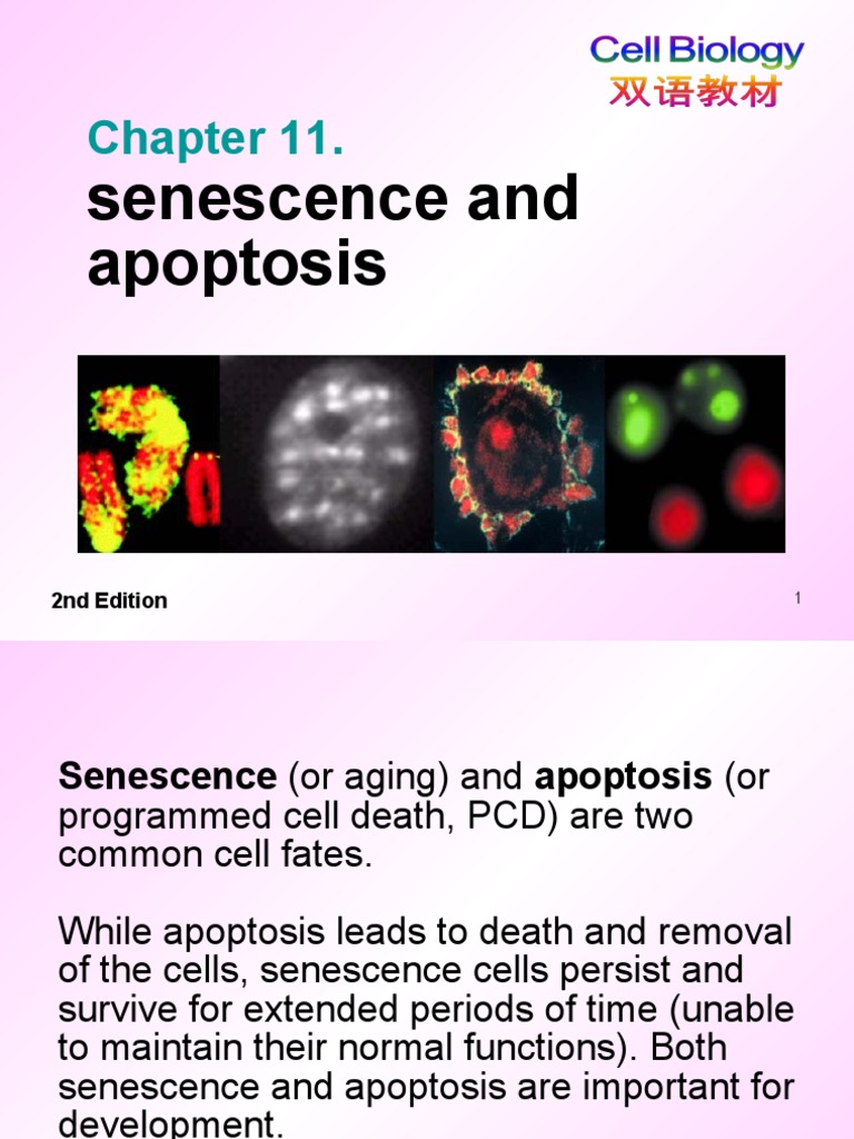 Senesence and Apoptosis | PDF | Apoptosis | Senescence