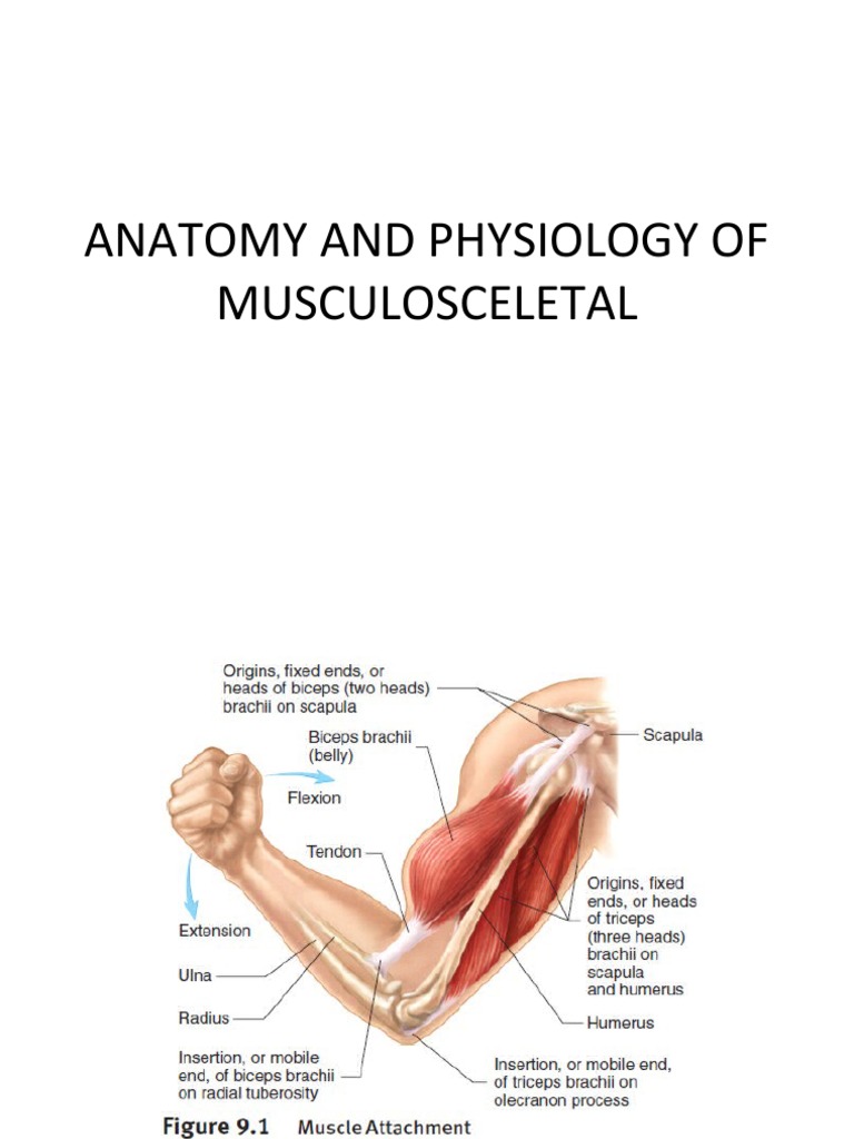 Anatomy and Physiology of Musculosceletal | PDF | Muscle Contraction ...