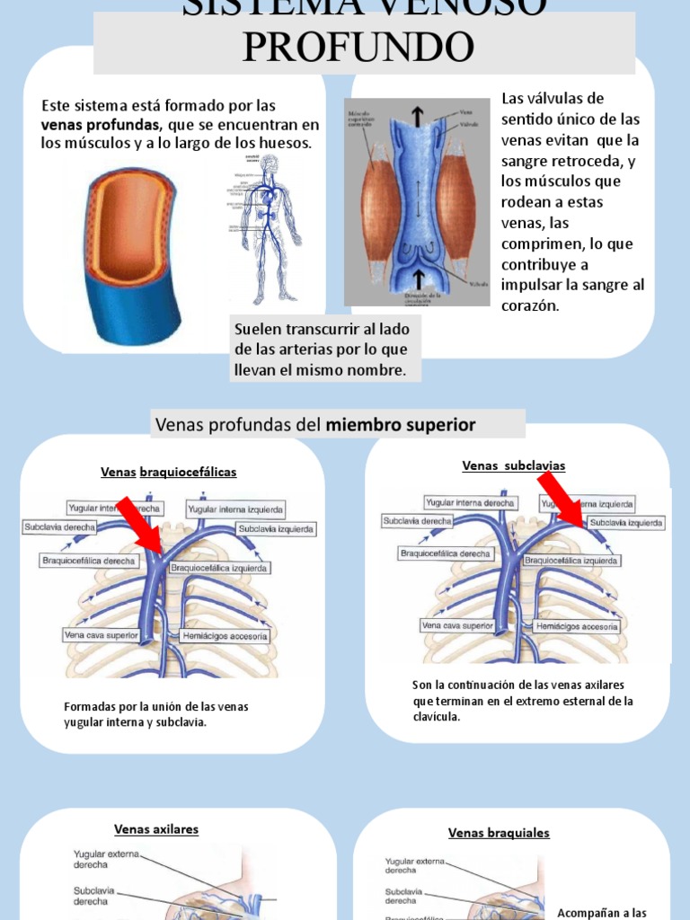 Sistema Venoso Profundo | PDF | Vena | Anatomía