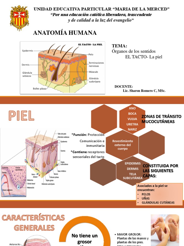 La Piel | PDF | Piel | Epidermis