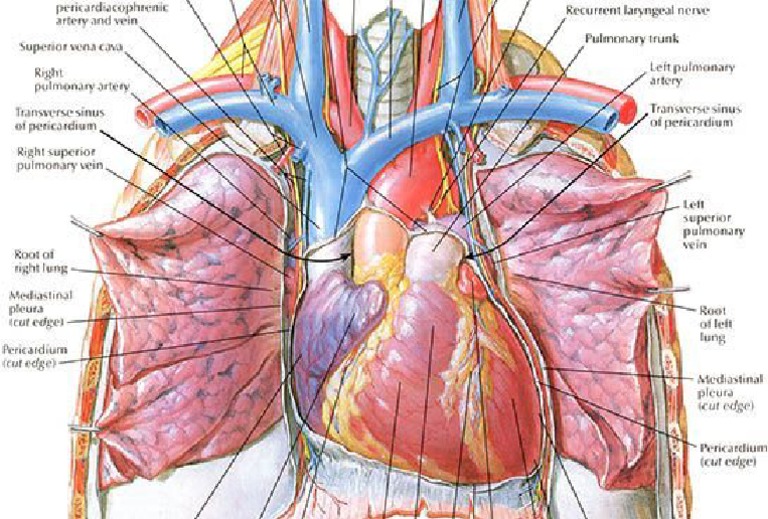 corazon netter | PDF
