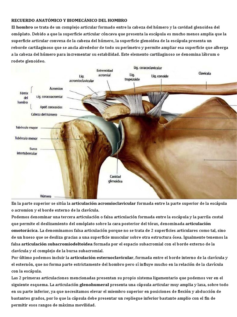 Anatomía y Biomecánica del Hombro | PDF | Hombro | Articulación