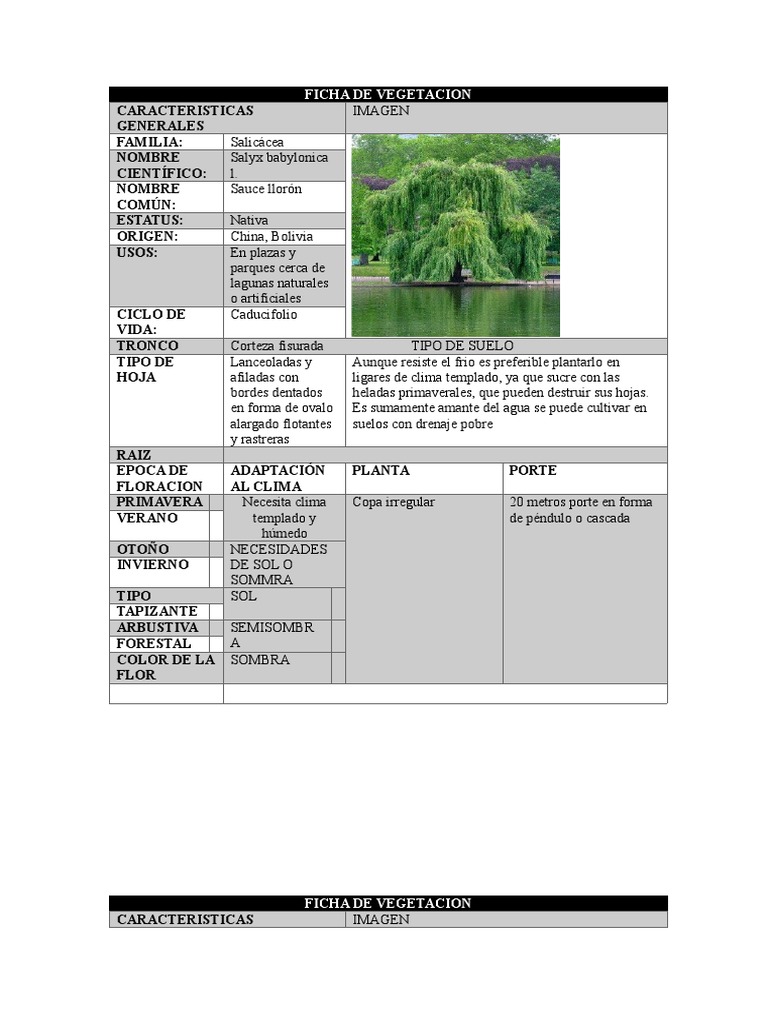 Ficha de Vegetacion Nuevo | PDF | Arboles | Hoja