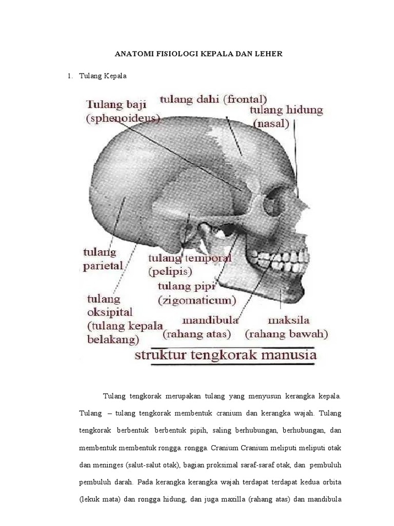 ANATOMI FISIOLOGI KEPALA DAN LEHER | PDF