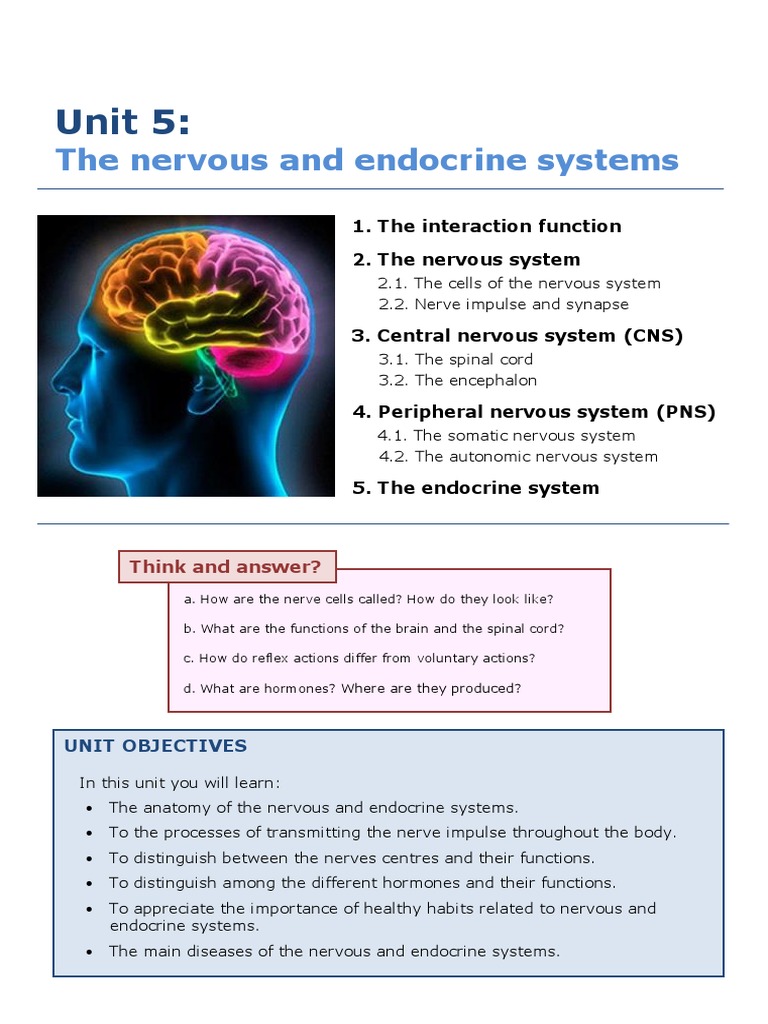 Nervous and Endocrine Systems Overview | PDF | Neuron | Nervous System