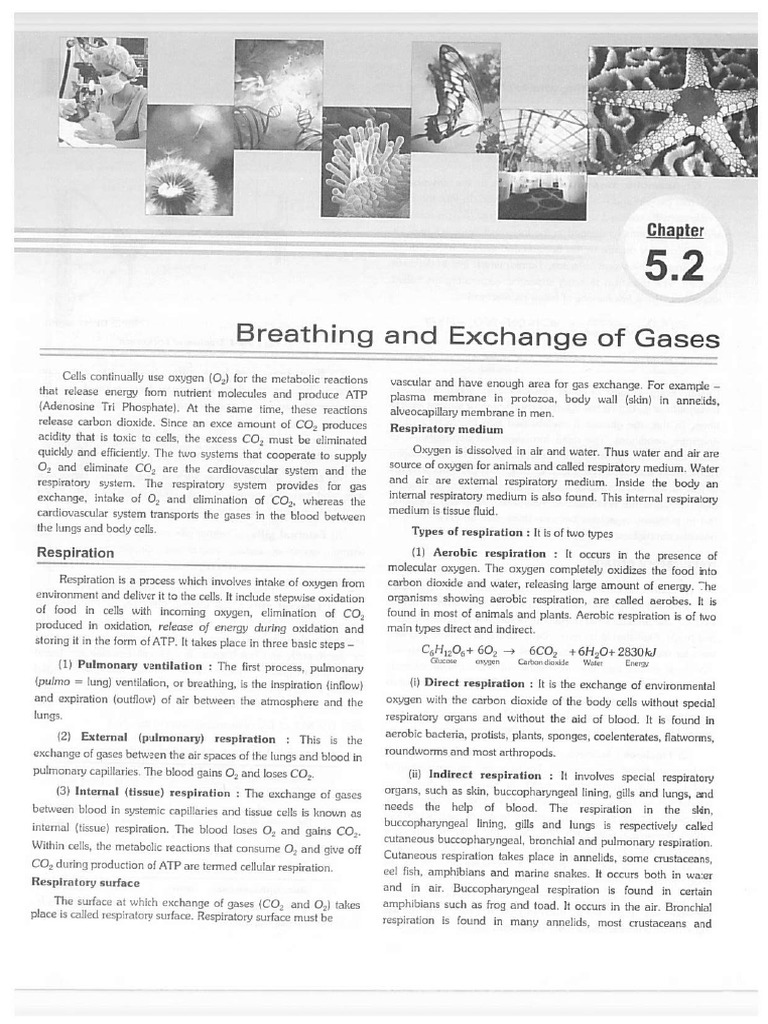 Errorless Biology - 17 - Breathing and Exchange of Gases | PDF