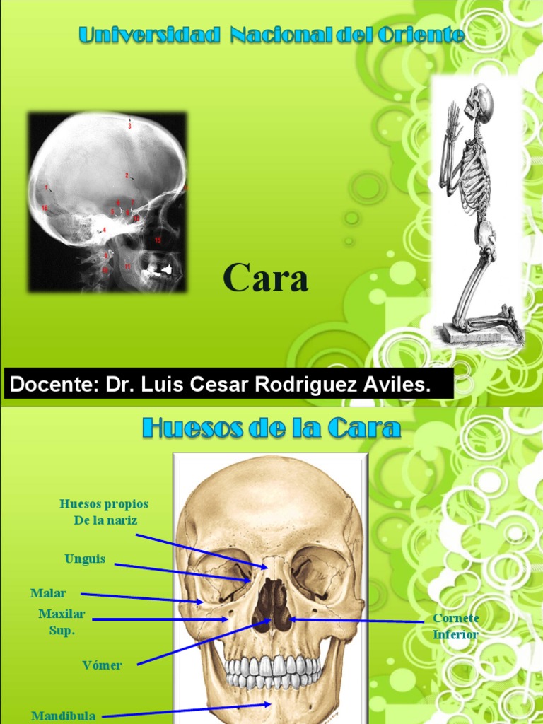 Huesos de La Cara | PDF | Anatomía | Cara