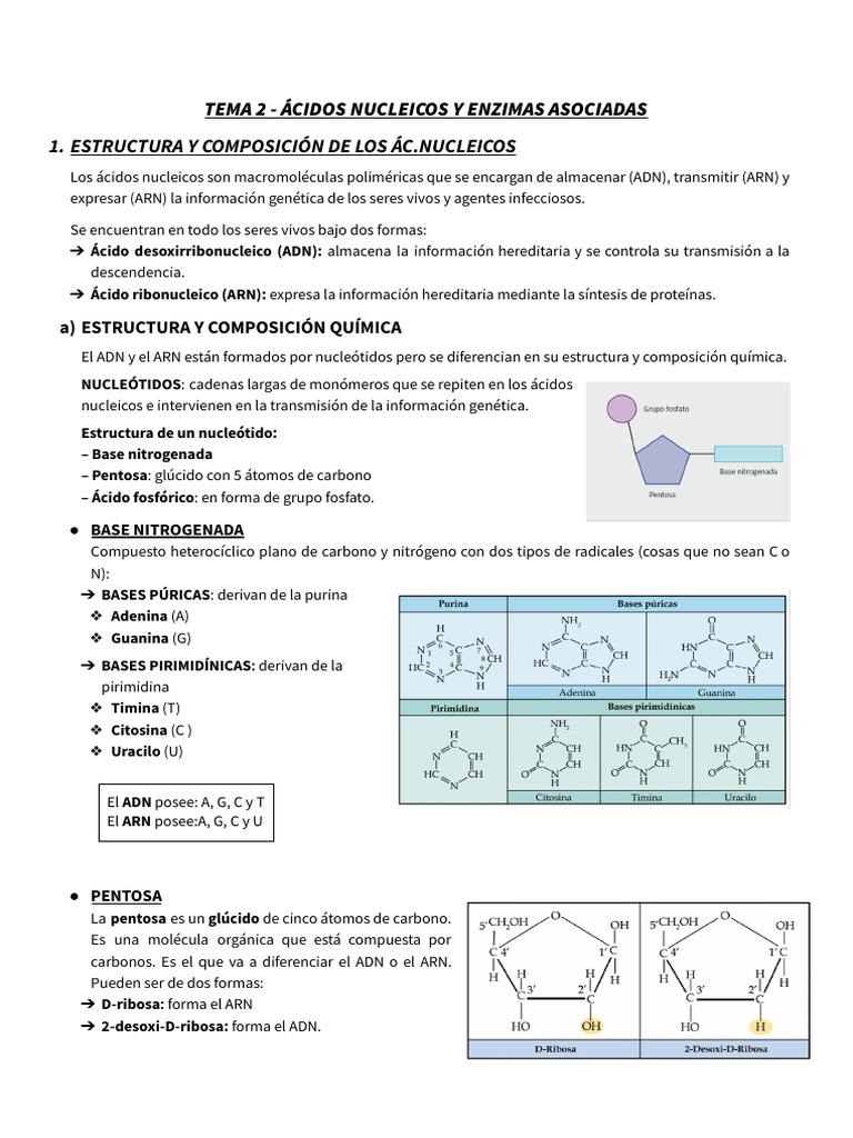 Wuolah Free Tema 2 BM Resumen Acidos Nucleicos y Enzimas Asociadas Gulag Free | PDF | Rna | Adn