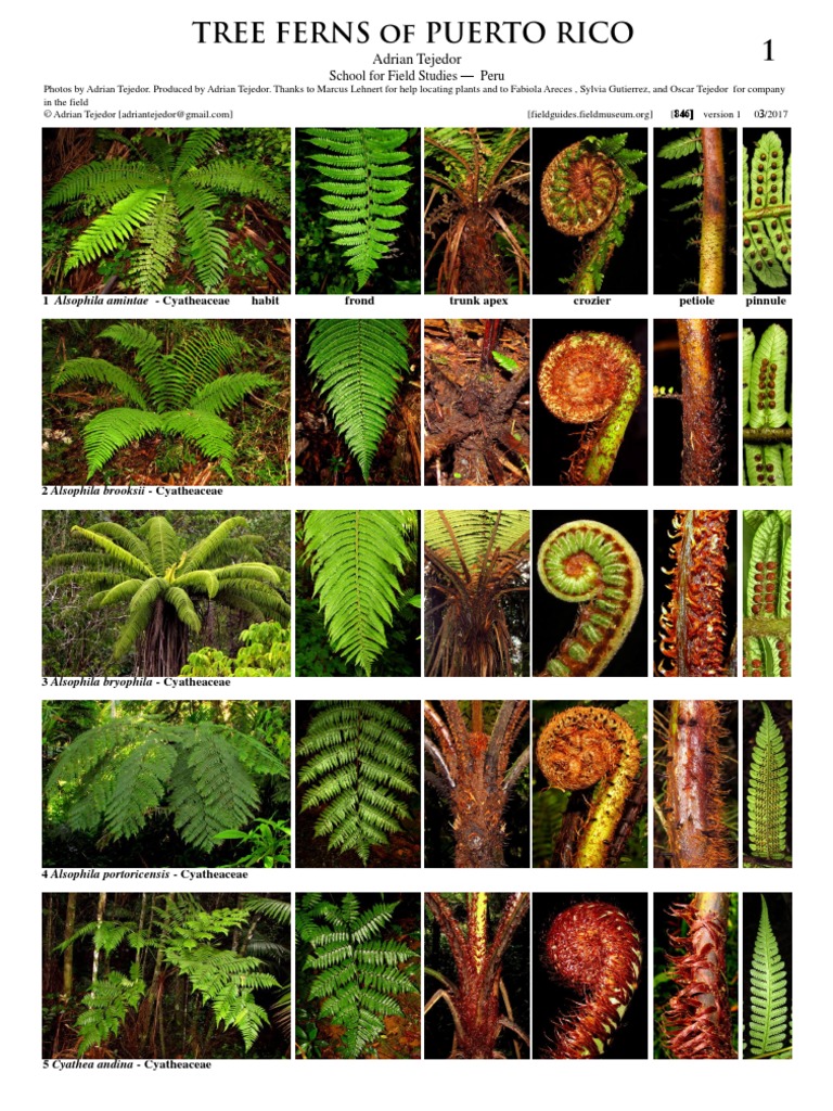 846 Puerto Rico Tree Ferns | PDF