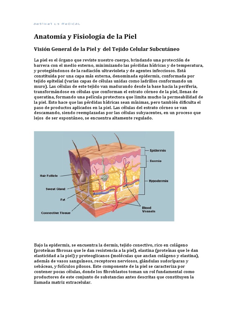 Anatomía y Función de la Piel | PDF | Piel | Epidermis
