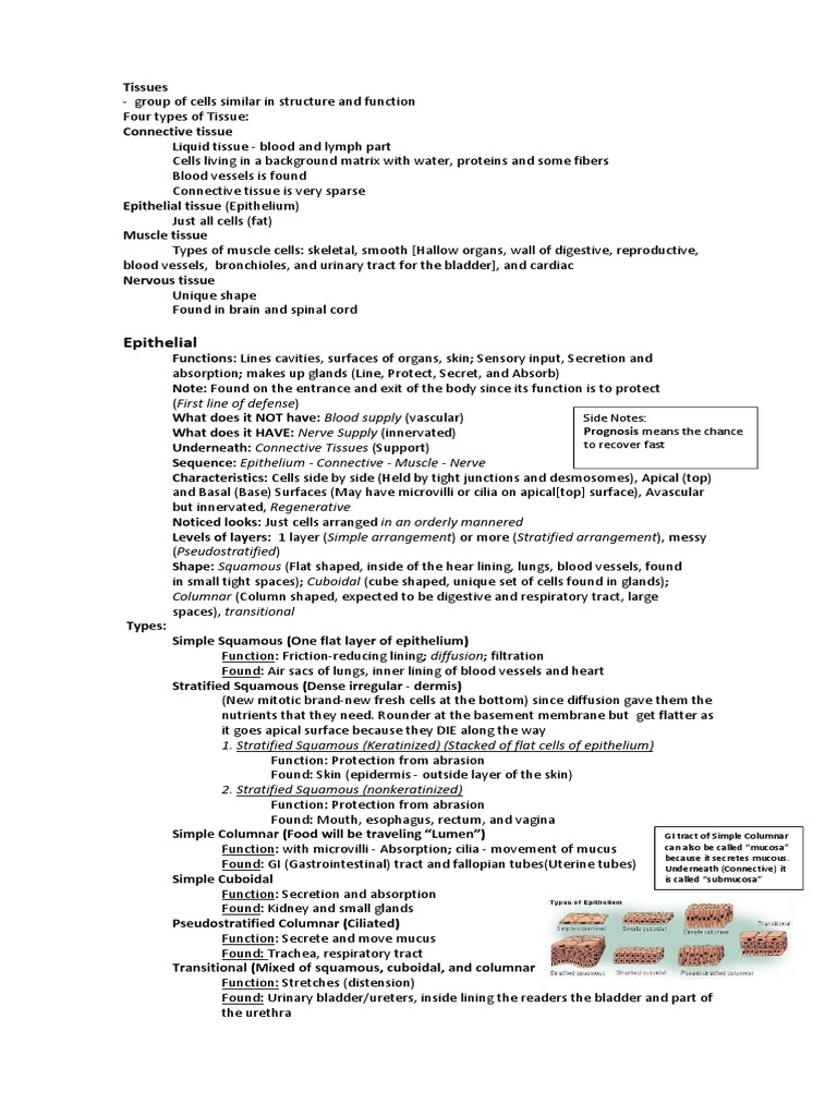 4 Types of Tissues | PDF