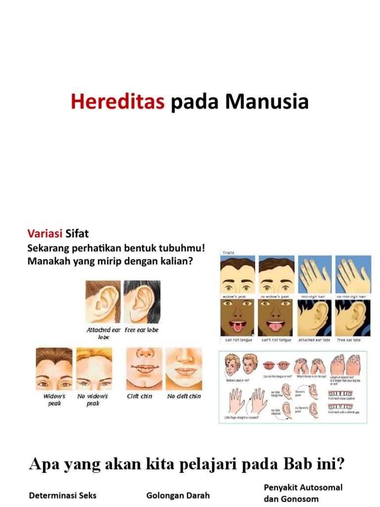 Hereditas Pada Manusia | PDF