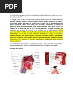 Fisiopatología de La Faringitis | PDF | Epidemiología | Microbiología