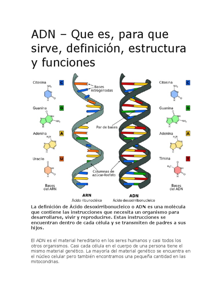 Proyecto Del ADN | PDF