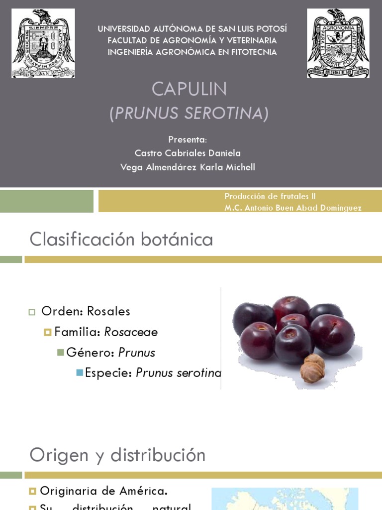 CAPULIN (Prunus Serotina) | PDF | Organismos | Cocina vegana