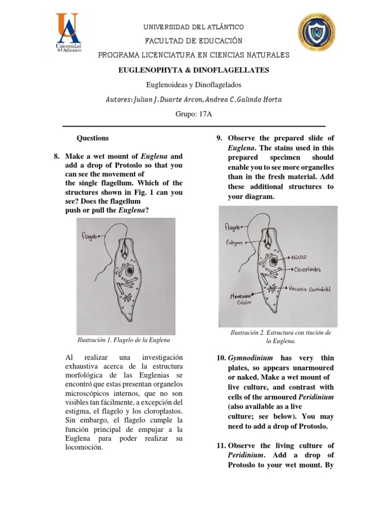 Informe Laboratorio - Euglena | PDF
