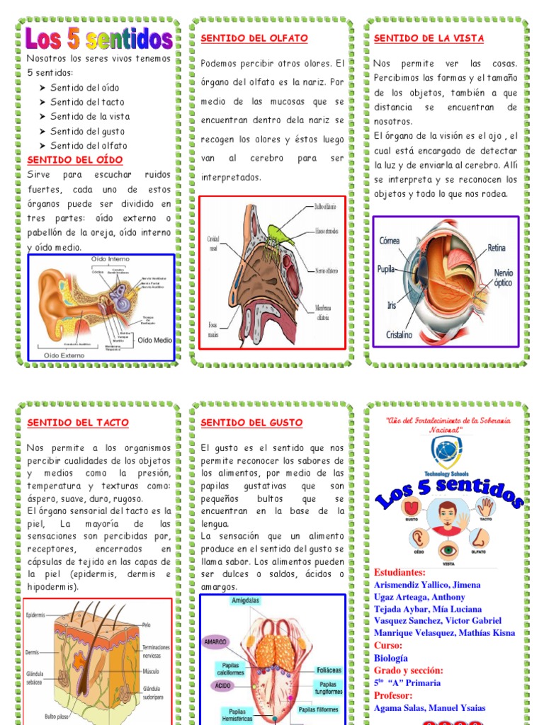 Tríptico sobre los 5 Sentidos para Niños | PDF