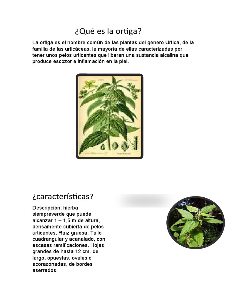 ¿Qué Es La Ortiga? | PDF | Hogar, jardinería y bricolaje