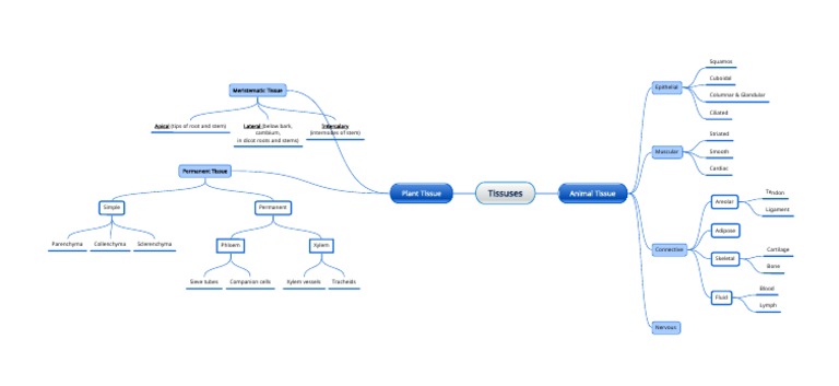 BIO-TISSUES MIND MAP Class 9 | PDF