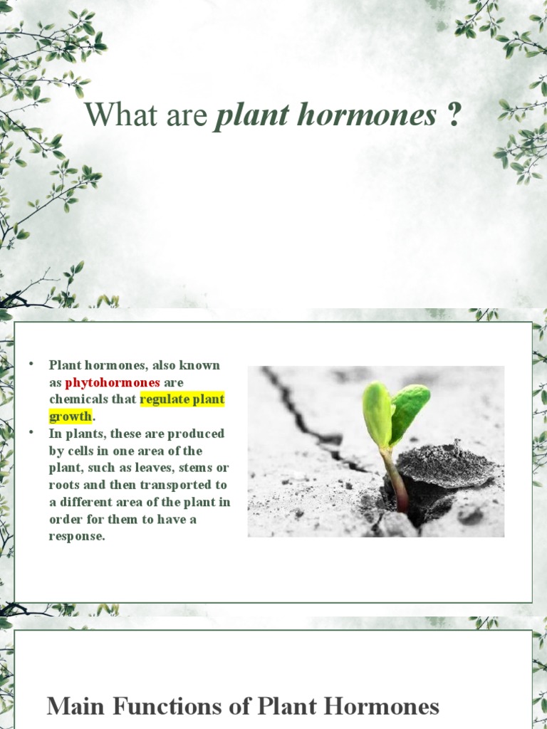 Plant Hormones | PDF | Plant Hormone | Auxin