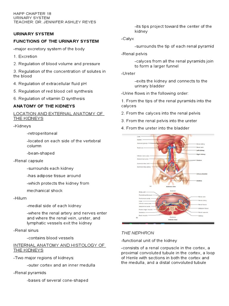 Happ Chapter 18 Transes | PDF | Kidney | Urinary System
