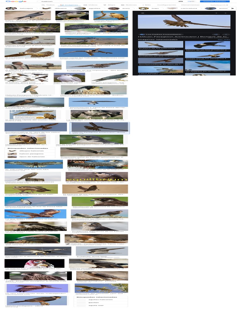 HHVGH | PDF | Aves | Ornitología