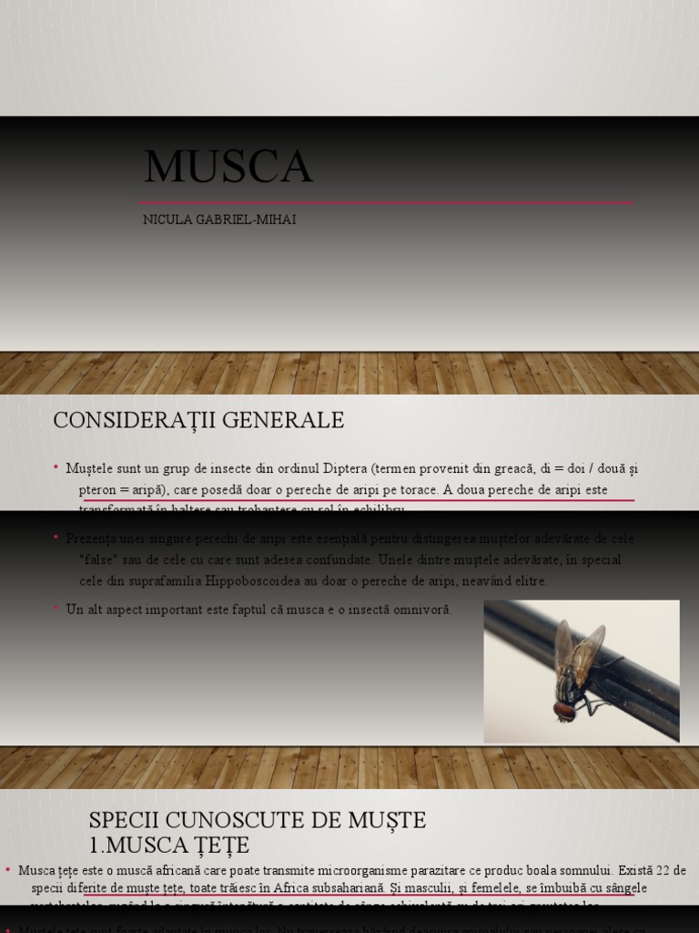 Musca | PDF