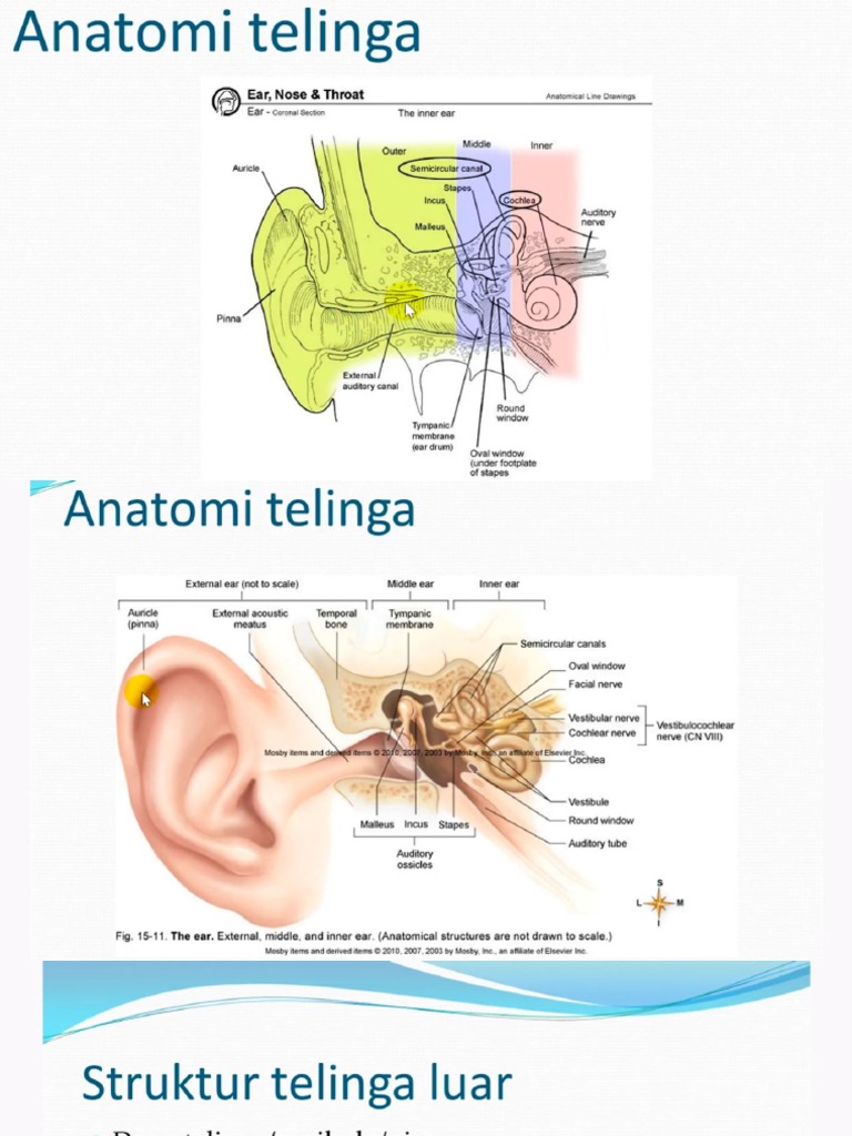 Anatomi Indra Pendengaran Dan Keseimbangan (Dr. Masyita) | PDF