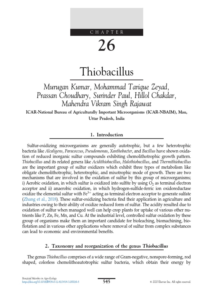Thiobacillus | PDF | Soil | Plant Nutrition