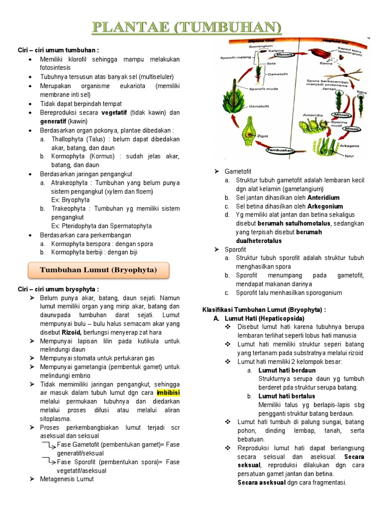 Rangkuman Plantae Docx | PDF