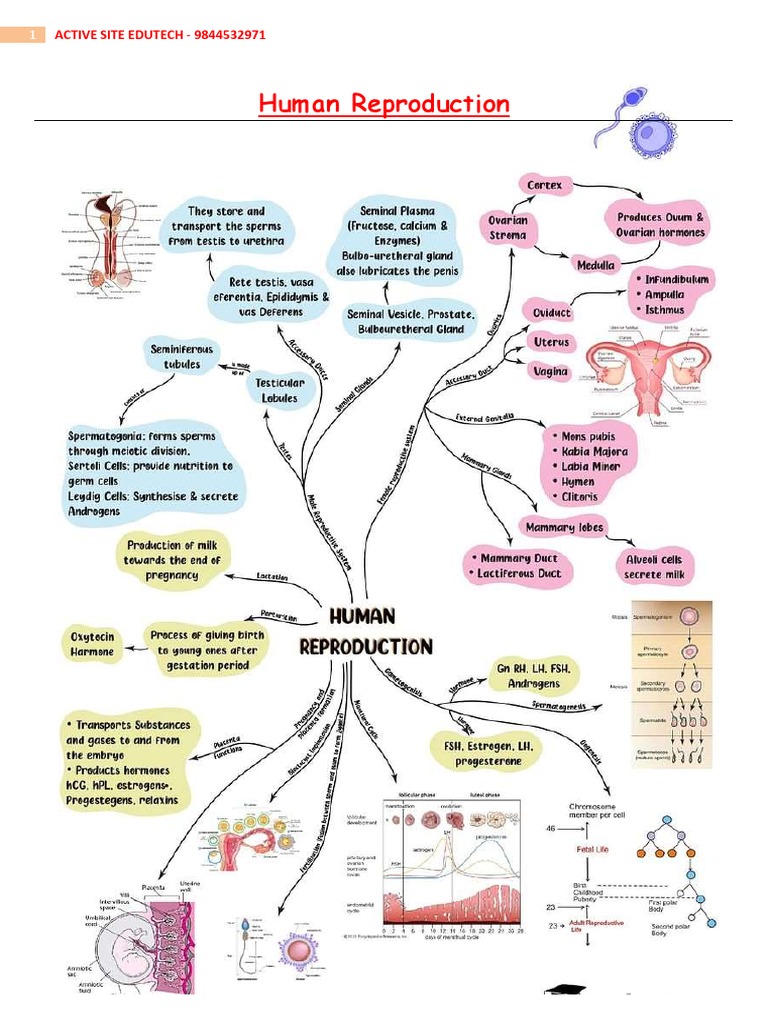 Human Reproduction | PDF