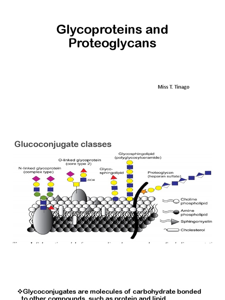 Glycoproteins and Proteoglycans TTV | PDF | Extracellular Matrix ...