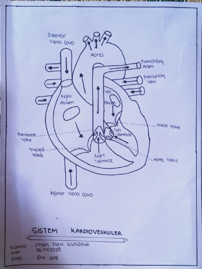 Sistem Kardiovaskuler | PDF