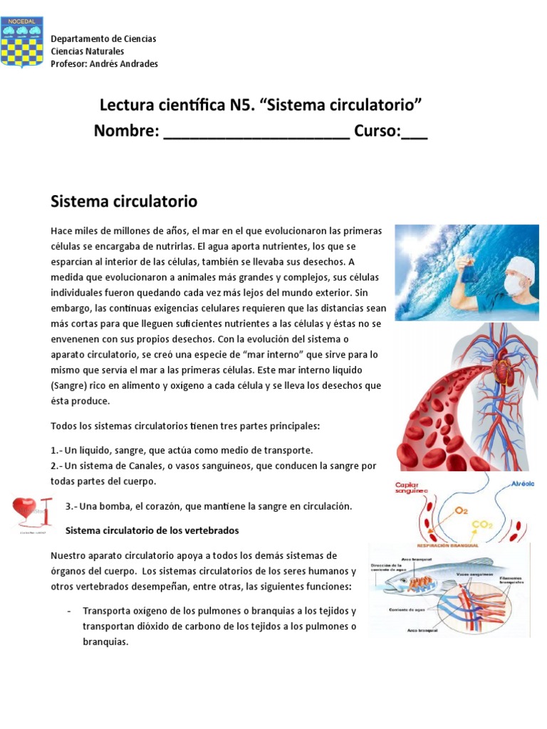 El sistema circulatorio y sus componentes | PDF | Sangre | Sistema ...