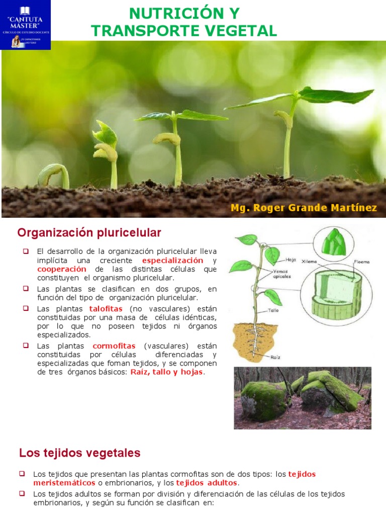 Funciones Vitales en Las Plantas | PDF | Hormona Vegetal | Propiedades ...