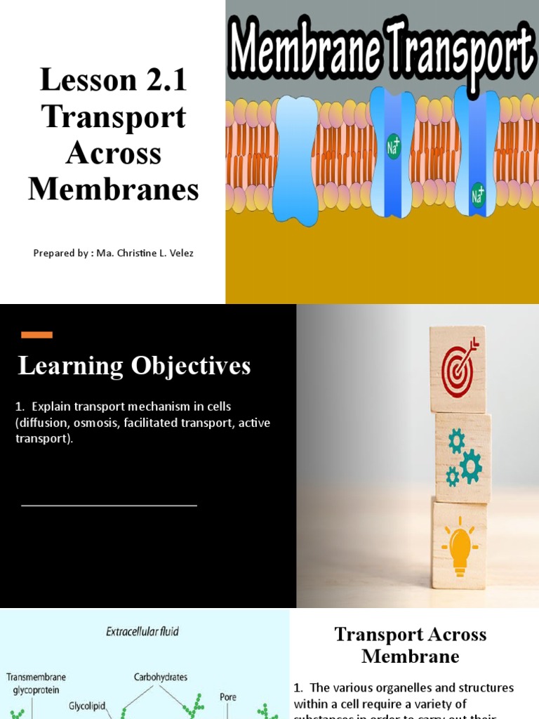 Lesson 2.1 Transport Across Membranes | PDF | Cell Membrane | Osmosis