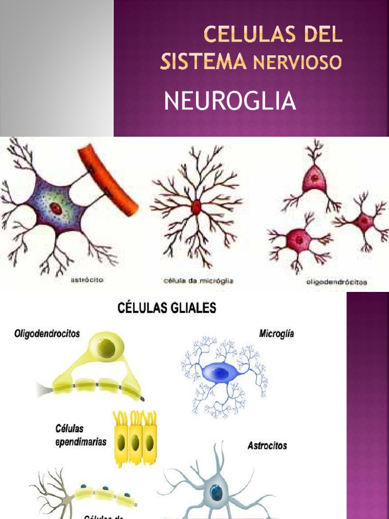 Funciones y Tipos de Neuroglia en el SNC | PDF
