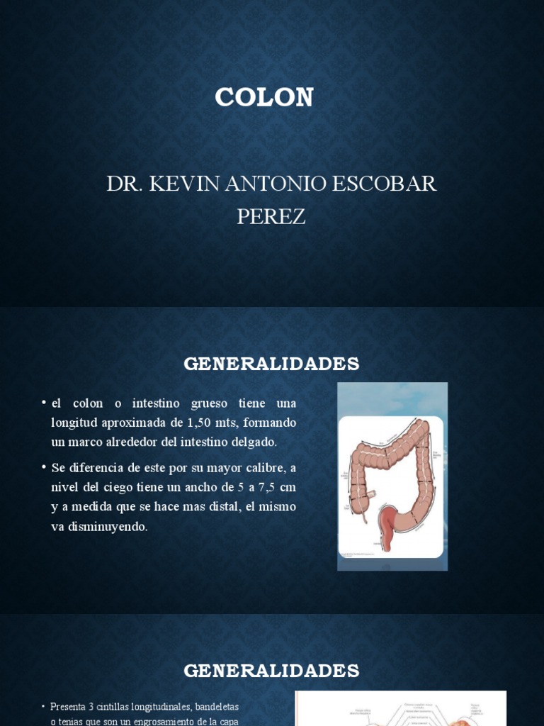 Anatomía y Función del Colon | PDF | Intestino grueso | Digestión