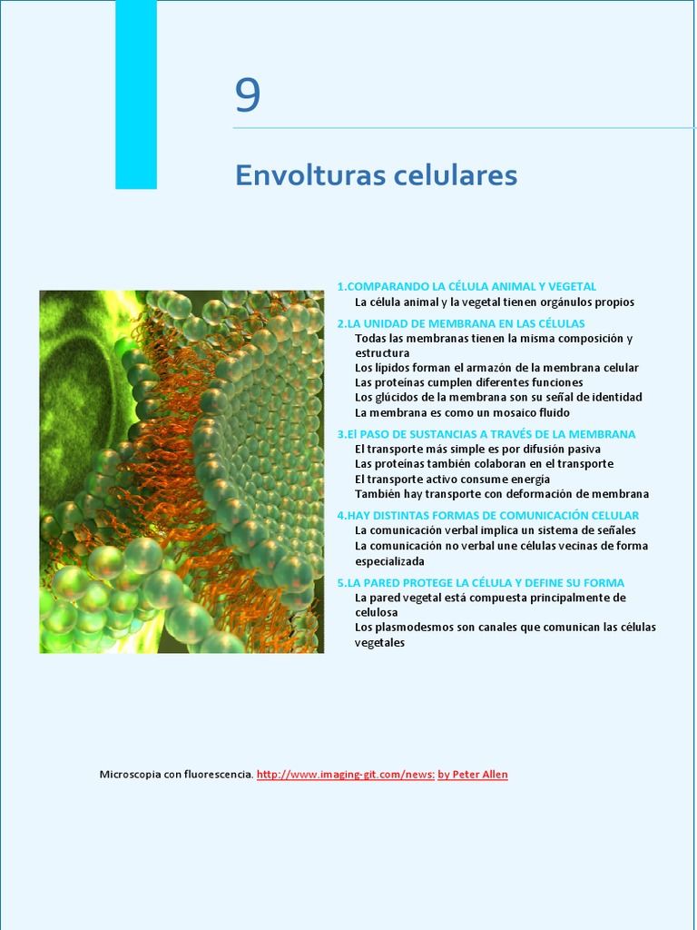 Tema 09. Envolturas Celulares - Desarrollado | PDF | Membrana celular | Citoplasma