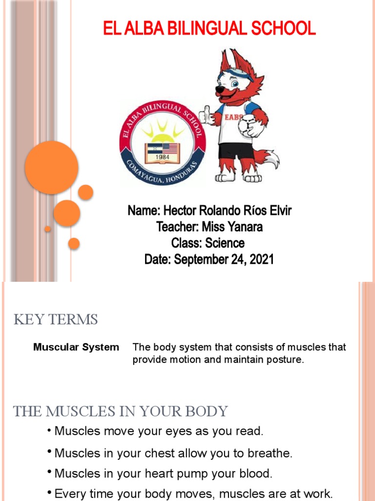 Muscles System Hector Rolando Rios | PDF | Skeletal Muscle | Clinical ...