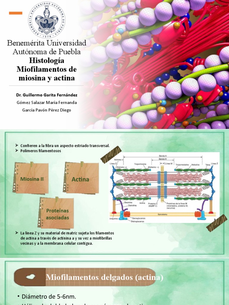 Estructura y Función de Miofilamentos Musculares | PDF | Actina ...