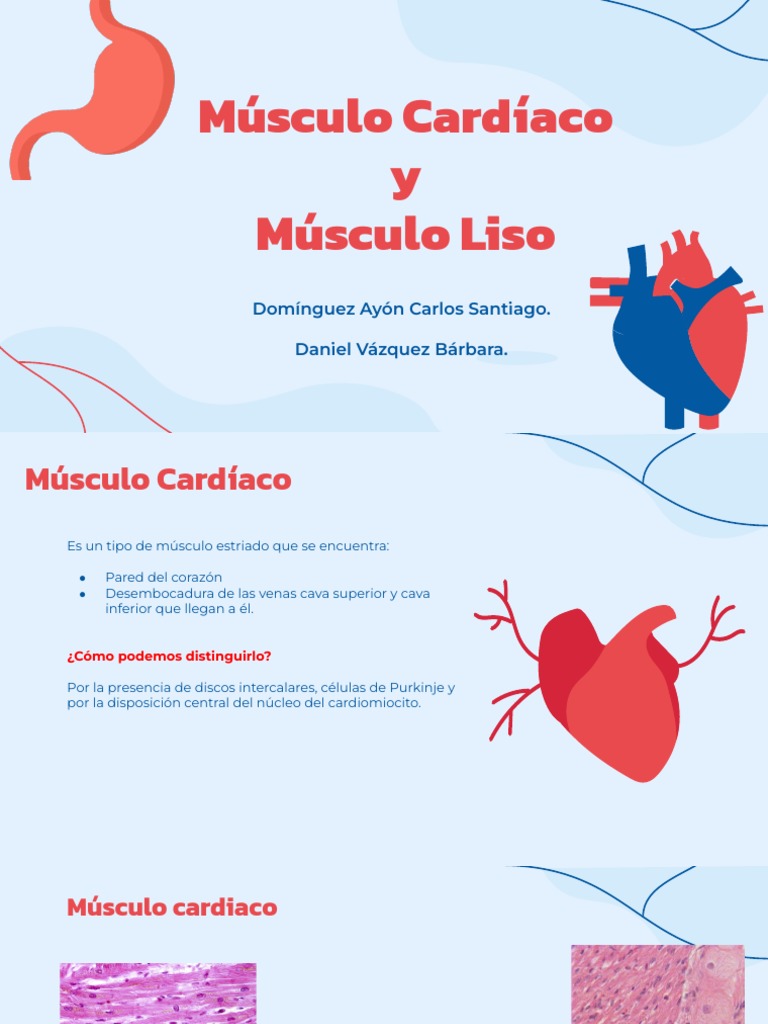 Músculo Cardíaco y Músculo Liso | PDF | Músculo esquelético | Citoplasma