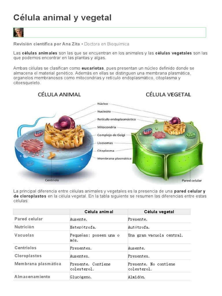 Comparativa de Células Animal y Vegetal | PDF