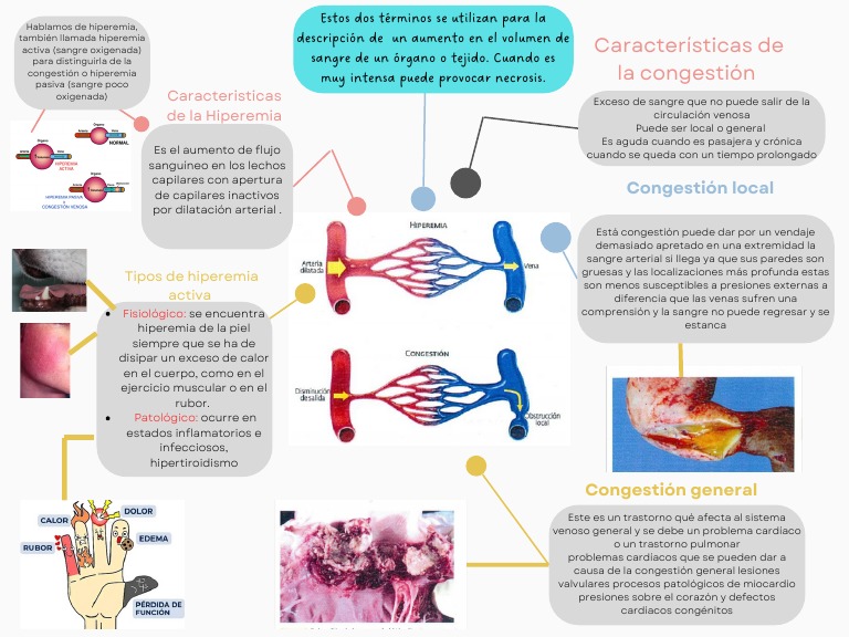 Hiperemia y Congestion | PDF