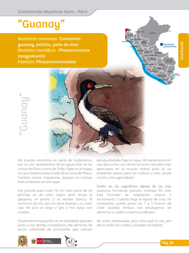 Guanay Ficha | PDF | Perú | Aves