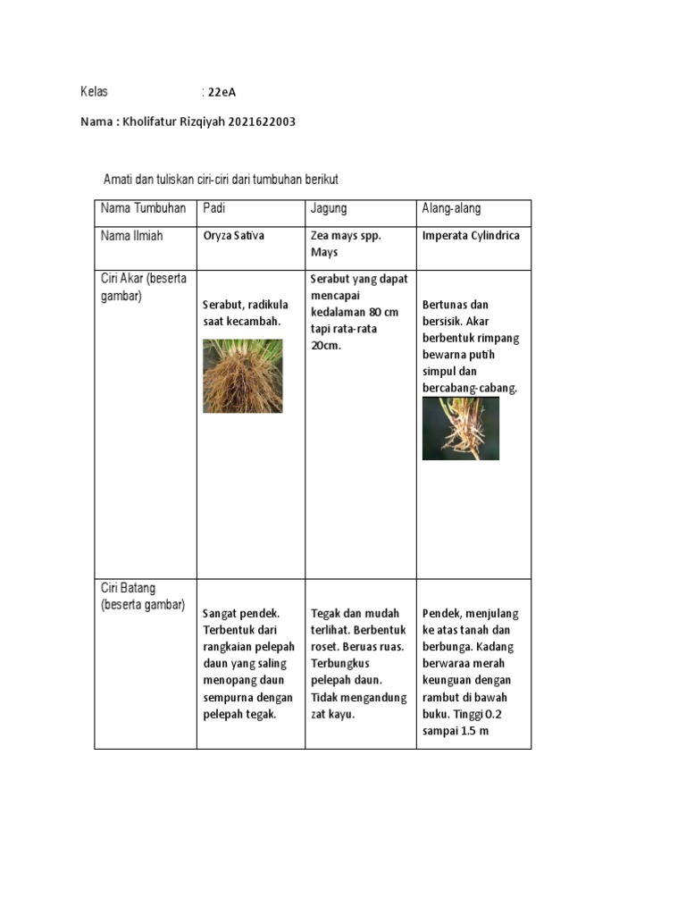 Morfologi Padi Jagung Dan Tanaman | PDF