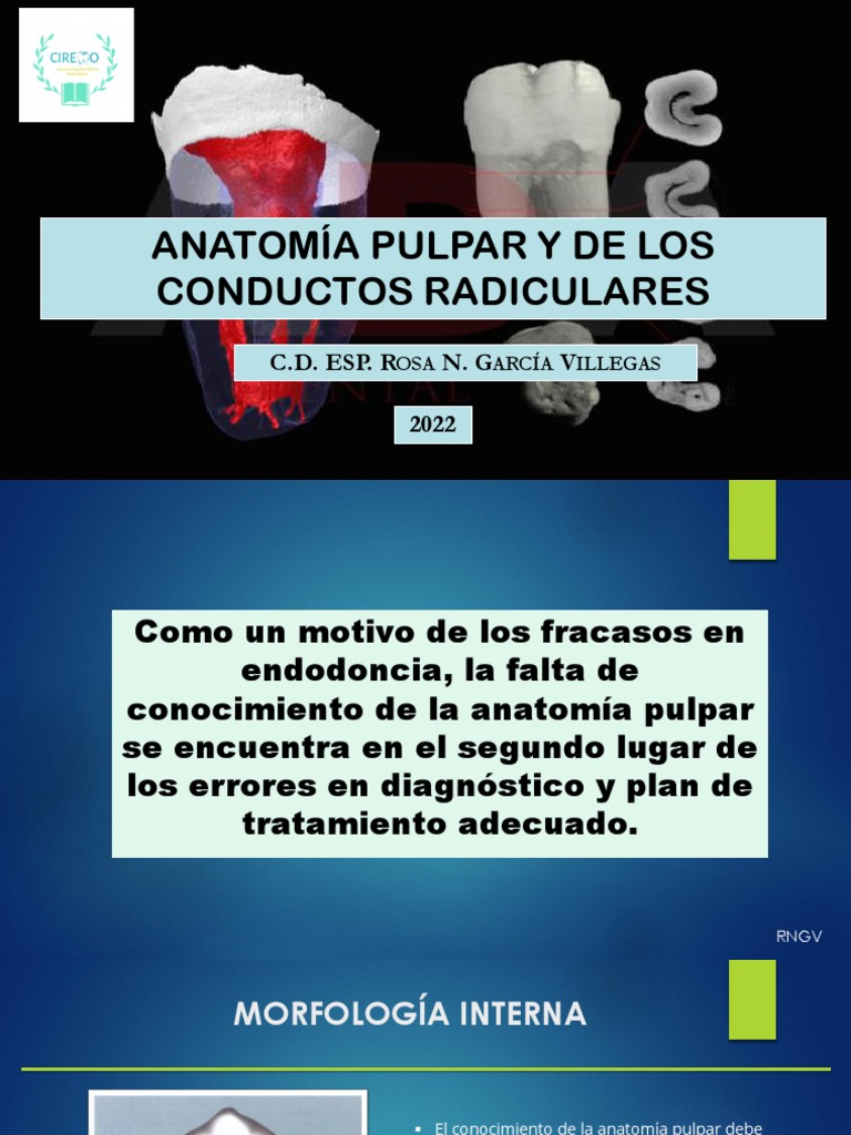 3 Anatomia Pulpar y de Los Conductos Radiculares 2022 | PDF