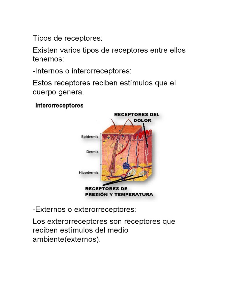 Tipos de Receptores | PDF